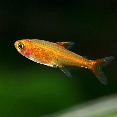 Jual amandae ember tetra - ikan hias aquascape - Kota Depok - Trots ...