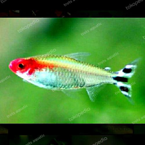 Jual red nose tetra- ikan hias aquascape - Kota Depok - trots aquatic ...