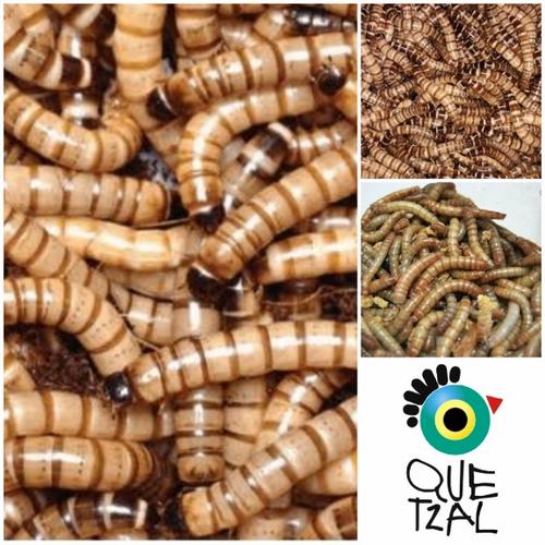 Jual Ulat Jerman/ Ulat German Pakan Reptile - Jakarta Utara - QUETZAL ...