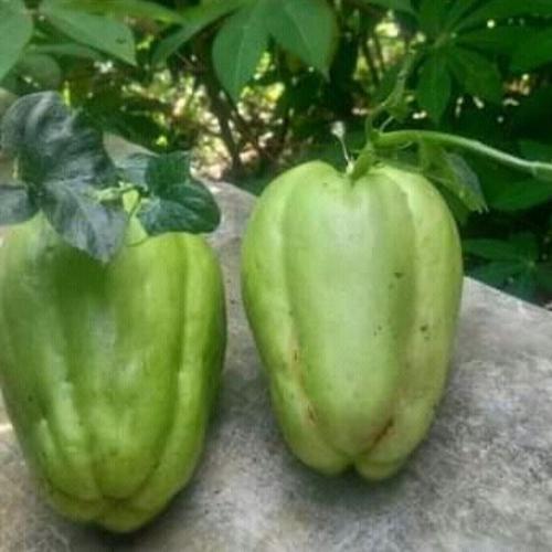Jual Bibit Labu Siam Sayuran Labu Siam - Kab. Pangandaran - Tanaman ...