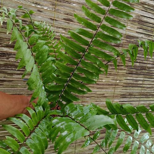 Jual tanaman pakis hutan/tanaman hias pakis hutan - Kab. Bogor - safana ...