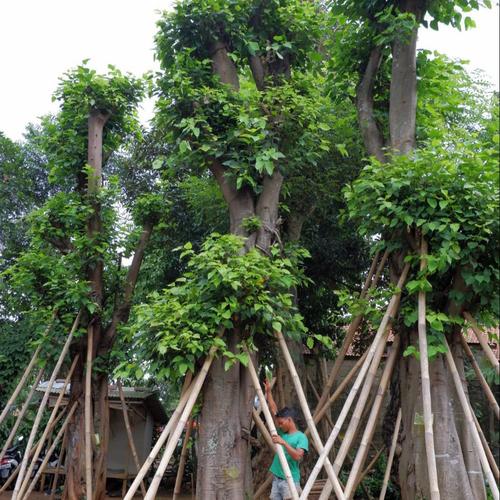Jual POHON BODHI TREE UKURAN BESAR || HARGA BERIKUT ONGKIR DAN TANAM ...