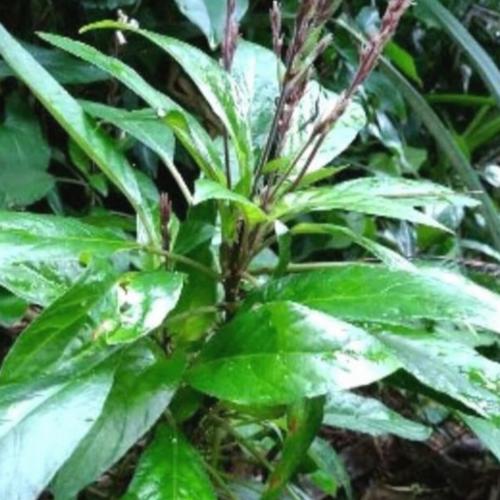 Jual Bibit Pohon Rendeu Lalapan Segar Obat herbal Beli Tiga Gratis 1 ...