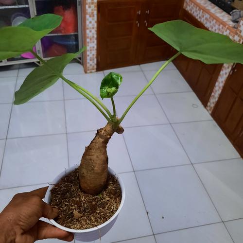 Jual TANAMAN HIAS POHON JARAK BALI/JARAK BOTOL/JARAK BUDHA BELLY - Kab ...