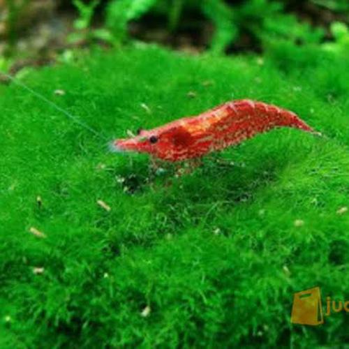 Jual UDANG hias aquascape Red Cherry - red Cherry - Jakarta Selatan ...