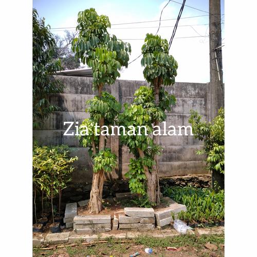Jual Pohon wali songo batang besar - Kota Depok - ZiaTamanAlam | Tokopedia