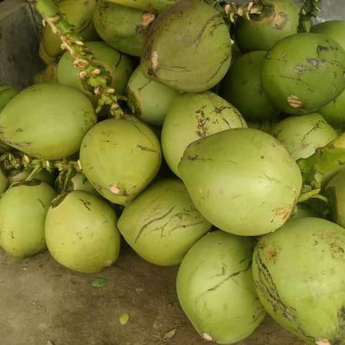 Jual kelapa muda satu butir muraah - Kota Tangerang Selatan - kelapa ...