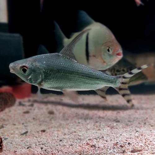 Jual Semaprochilodus Taeniurus [ Yellow Feifeng / Flagtail ] - Kota ...