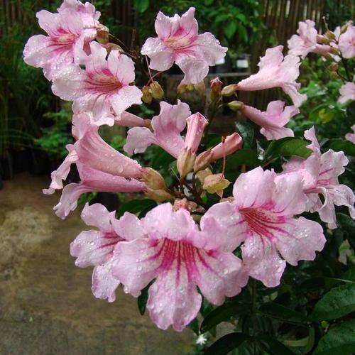 Jual Tanaman Merambat Tecomaria Pink - Kota Batu - tokobibit.id | Tokopedia