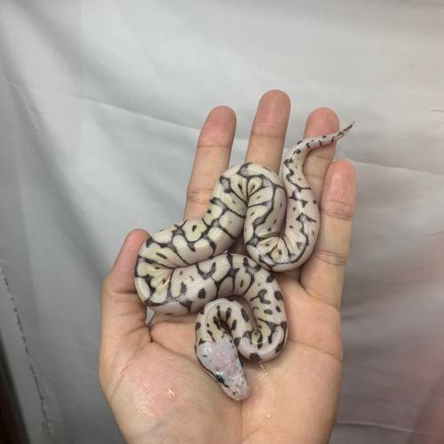 Zebra Bee Ball Python