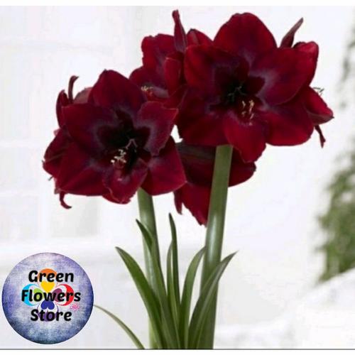 Promo tanaman hias Bakung amarilis bunga red marun/ amarilis red moron ...
