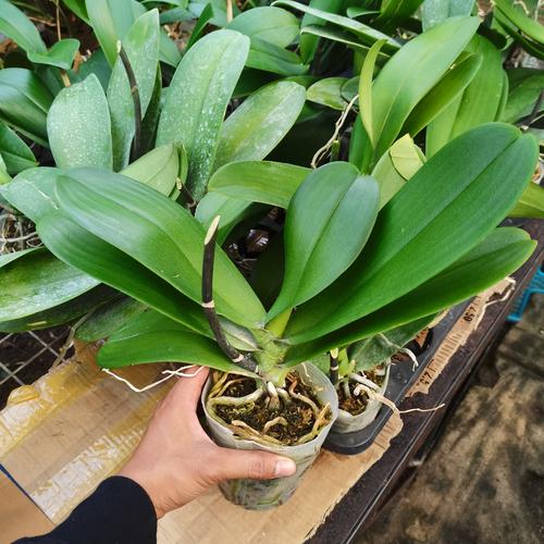 Jual anggrek bulan daun dewasa - Jakarta Selatan - aglaonema_plant ...