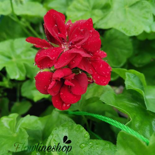 Promo tanaman hias geranium merah rambat gantung rimbun - Putih - Kab ...