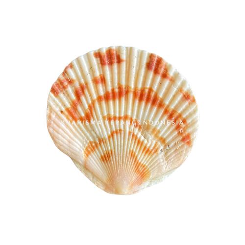 Jual PECTIN SCALLOP 1KG PECTEN MAXIMUS GREAT SCALLOP SHELL KING SCALLOP ...