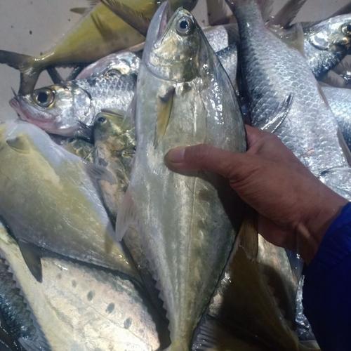 Jual Ikan Talang Talang Fresh 1kg - Jakarta Utara - Seafoodnya Arfan 12 ...