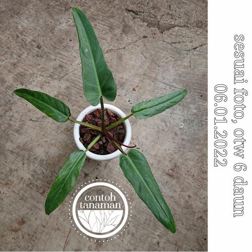 Jual Philodendron Weeks Red Hybrid - philo totol - Kab. Pasuruan ...