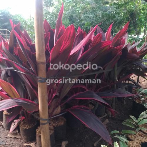 Jual Tanaman Hanjuang Merah Andong Merah Cordyline fruticosa - Kab ...