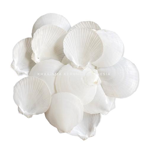 Jual AMUSIUM PLEURONECTES WHITE ASIAN MOON SCALLOP CANGKANG KERANG ...