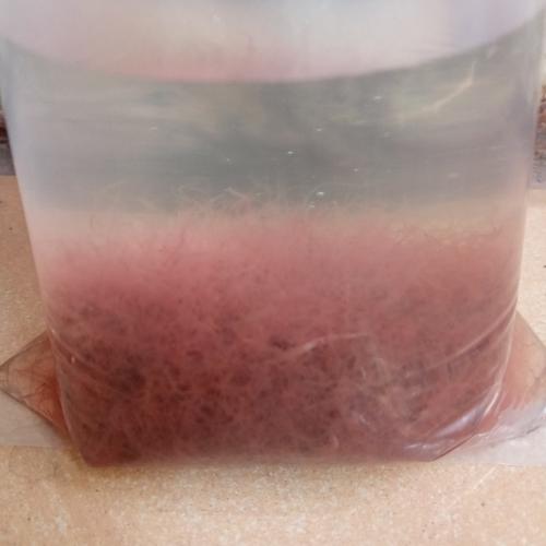 Jual CACING SUTRA / CACING RAMBUT - Kota Surabaya - sawomatang69 ...