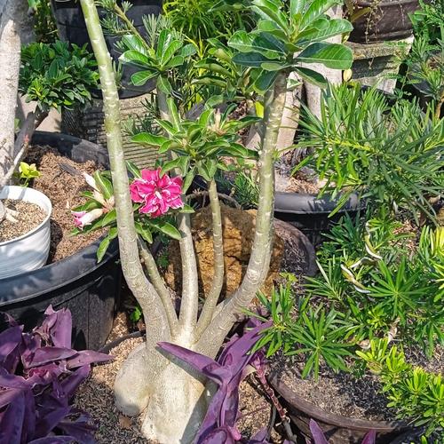 Jual tanaman hias kamboja jepang adenium bunga tumpuk + pot big size ...