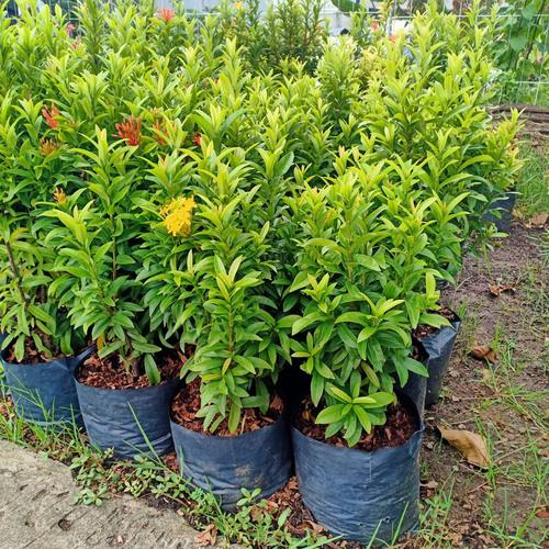 Jual Tanaman Soka Kuning Merah (10 pohon) - Jakarta Barat - little Bali ...