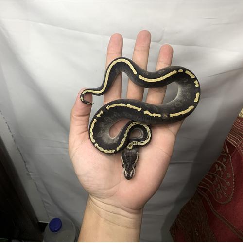 Jual ball python eruptor / ball phyton eruptor - Kab. Tangerang ...