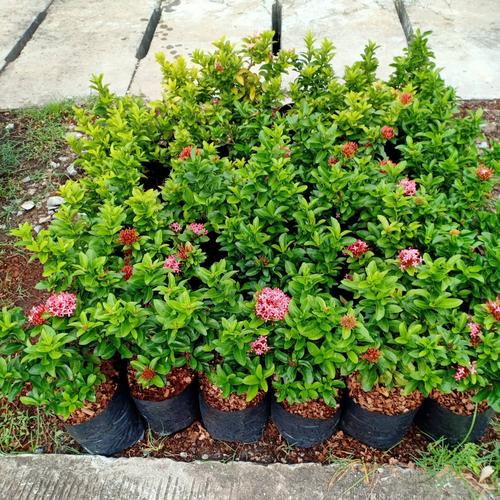 Jual Tanaman Soka Merah (10 Pohon) - Jakarta Barat - little Bali ...
