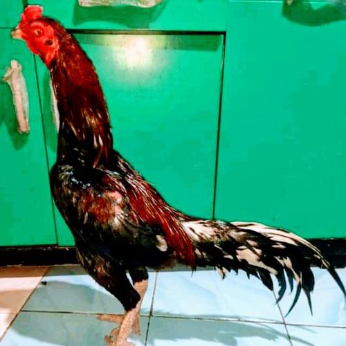 Jual Ayam Bangkok pakoy dan Super pacek kawin duduk/usia 11 bulan - Kab ...