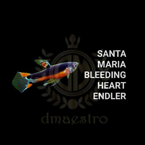 Jual Guppy Endler Santa Maria Bleeding Heart Perpasang - Betina ...