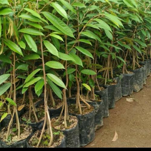 Jual BIBIT DURIAN DURI HITAM KAKI 3/ DURIAN OCHEE KAKI 3 SUPERUNGGUL - Kota Bekasi - Pesona ...