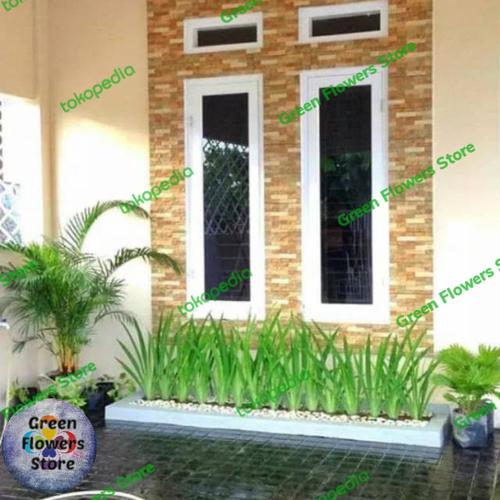 Promo Tanaman Hias Airis/Iris Bunga Kuning - Tanaman Rumah - Tanaman ...