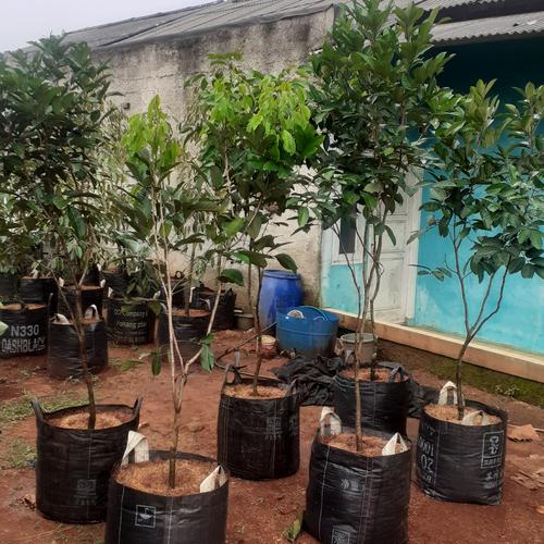 Jual pohon rambutan Binjai & rapiah tinggi 2 meter - Kab. Bogor ...