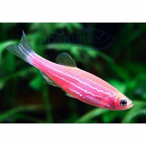Jual ikan hias pink zebra danio tetra / pink pink danio ikan hias ...