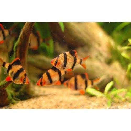 Jual ikan sumatra tiger barb / ikan hias sumatra tiger - Kota Depok ...