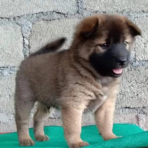 Jual ANJING KINTAMANI JANTAN UNGGULAN - Kab. Bangli - KULUK KINTAMANI ...