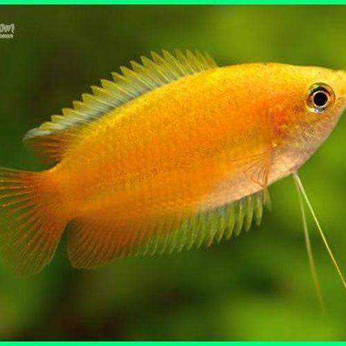 Jual ikan hias sepat madu / ikan sepat golden / ikan kuning - Kota ...