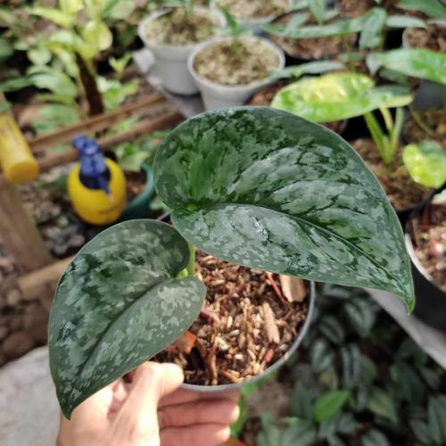 Jual scindapsus blue splash - Kab. Sekadau - Taman Unique Borneo ...