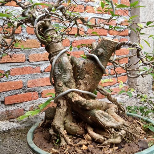Jual dijual cepat bonsai anting putri akar banyak batang besar - Kab ...