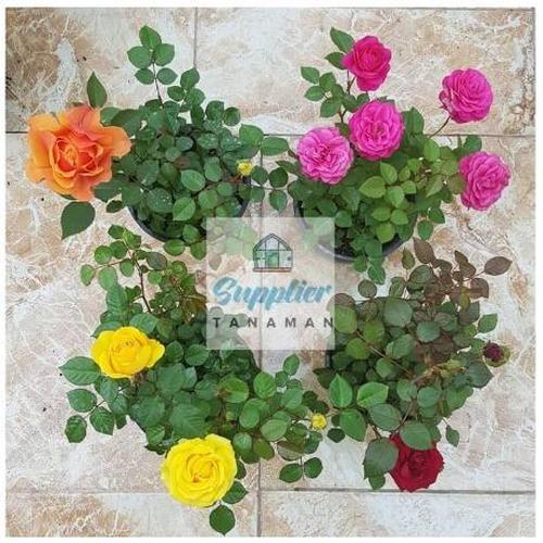 Jual Tanaman Bunga Mawar Rambat - Climbing Rose - Tanaman Hias Bunga ...