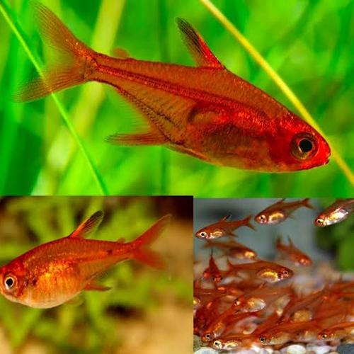 Jual ikan hias amandae tetra / ikan hias ember tetra aquascape1 - Kota ...