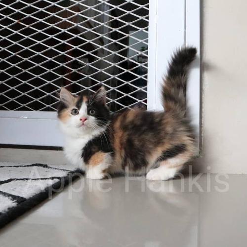Jual kucing munchkin/cebol 3 hulan betina calico - Kota Bandung - noe ...
