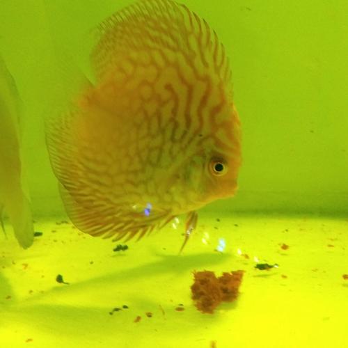 Jual ikan discus red pigeon tiger 3,5 in betina - Kota Bekasi - Harga ...