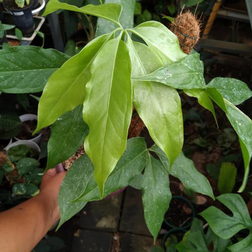 Jual Tanaman hias koleksi eksotis langka Anthurium Digitatum murah ...