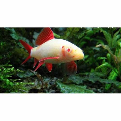 Jual ikan hias redfin albino shark / alga eater / pemakan lumut - Kota ...