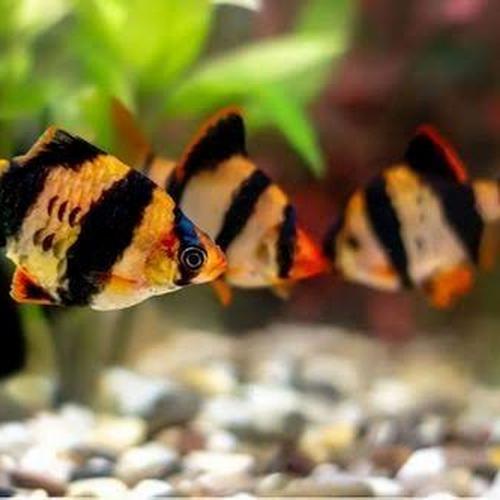 Jual ikan tiger sumtra barb / ikan hias sumatra tiger - Jakarta Timur ...