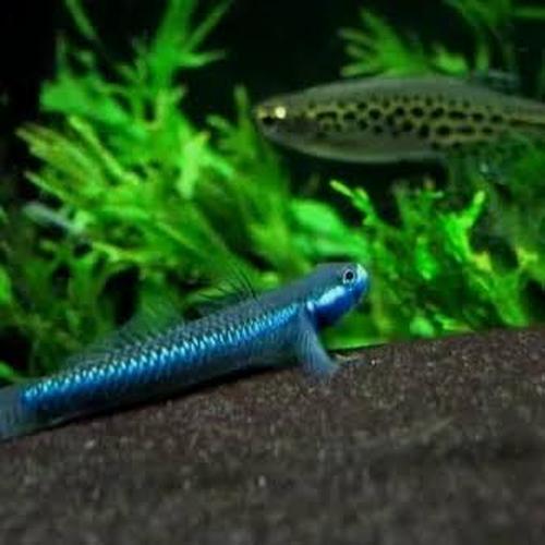 Jual ikan neon blue goby / ikan alga eater - Kota Depok - Fauna aqua ...