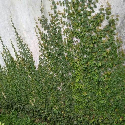 Jual bibit tanaman rambat creeping ficus...bibit pohon merambat - Kota ...