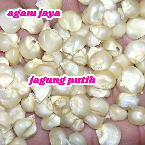 Jual jagung putih kering berat 50 gram - Jakarta Selatan - agam jaya ...