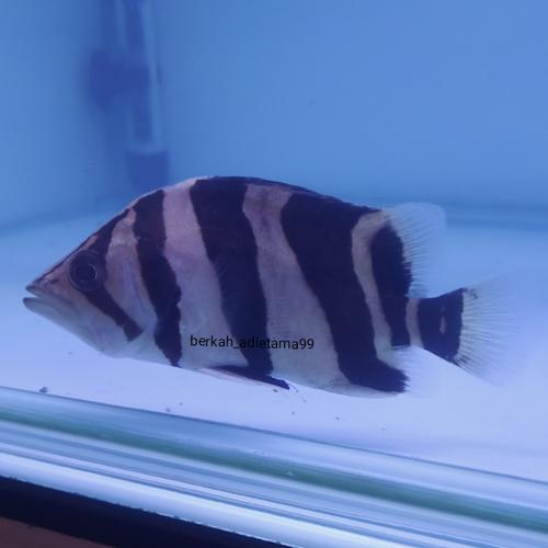 Jual ikan hias datz sumatra 3 bar nyaris sempurna / tigerdatz tankmate ...
