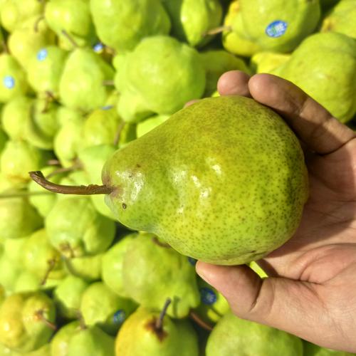Jual Buah Pear Pir Packham Import 1 kg - Buah Segar - Kota Bogor ...